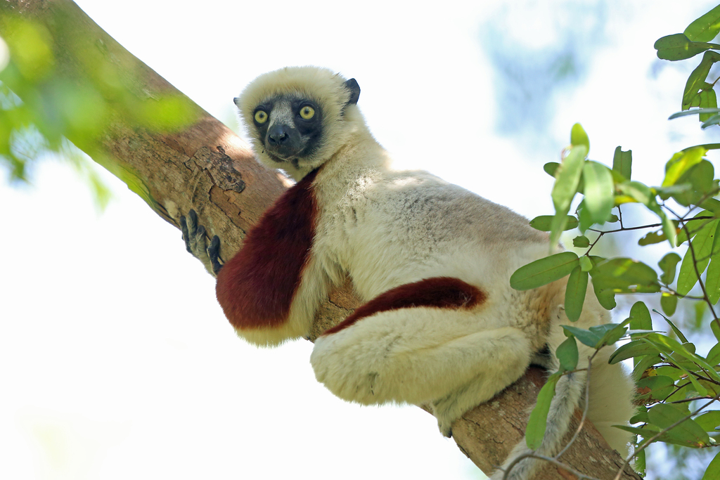 Lemurs, Lorises, and Allies (Strepsirrhini) - Know Your Mammals