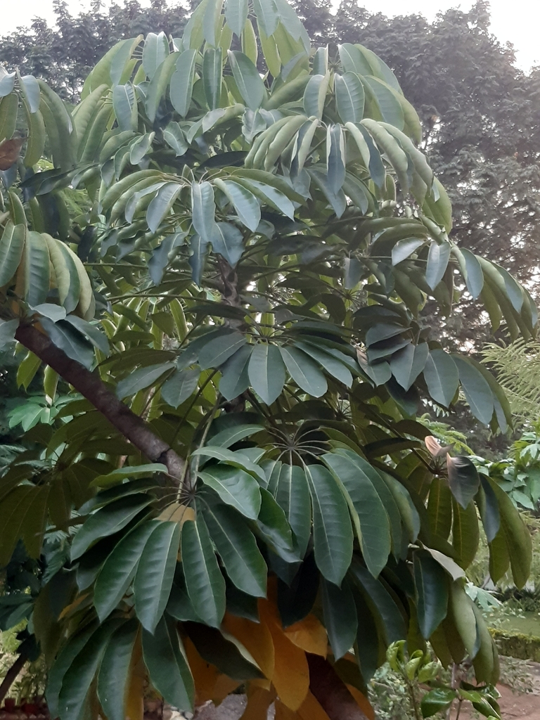 Australian Umbrella Tree from Reliance Market, C9Q3+XF2, beside Lane ...