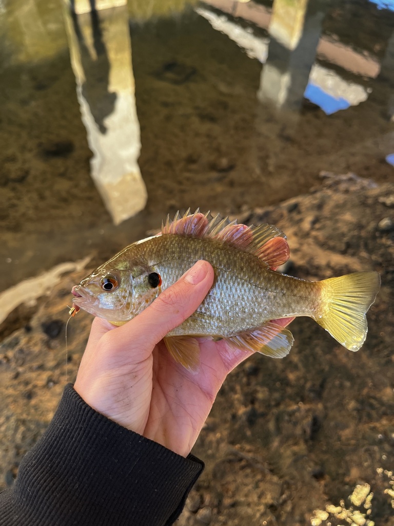 Redear Sunfish from Capital Beltway E, Alexandria, VA, US on November ...