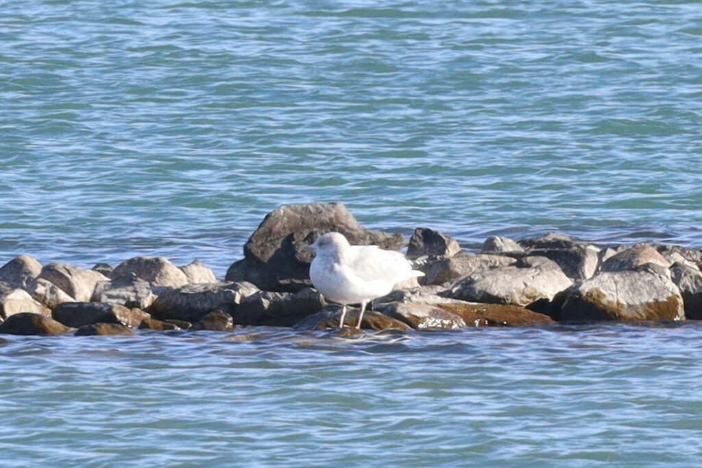 Herring Gull from bruce mines marina on November 19, 2023 at 11:53 AM ...
