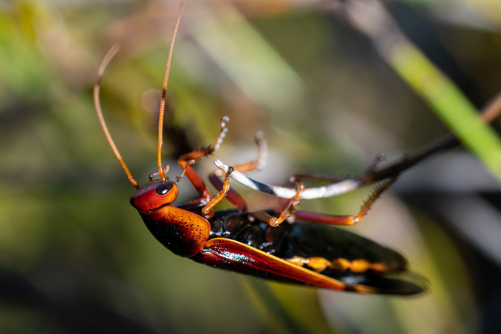 Cape Mountain Cockroach from Overberg District Municipality, South ...