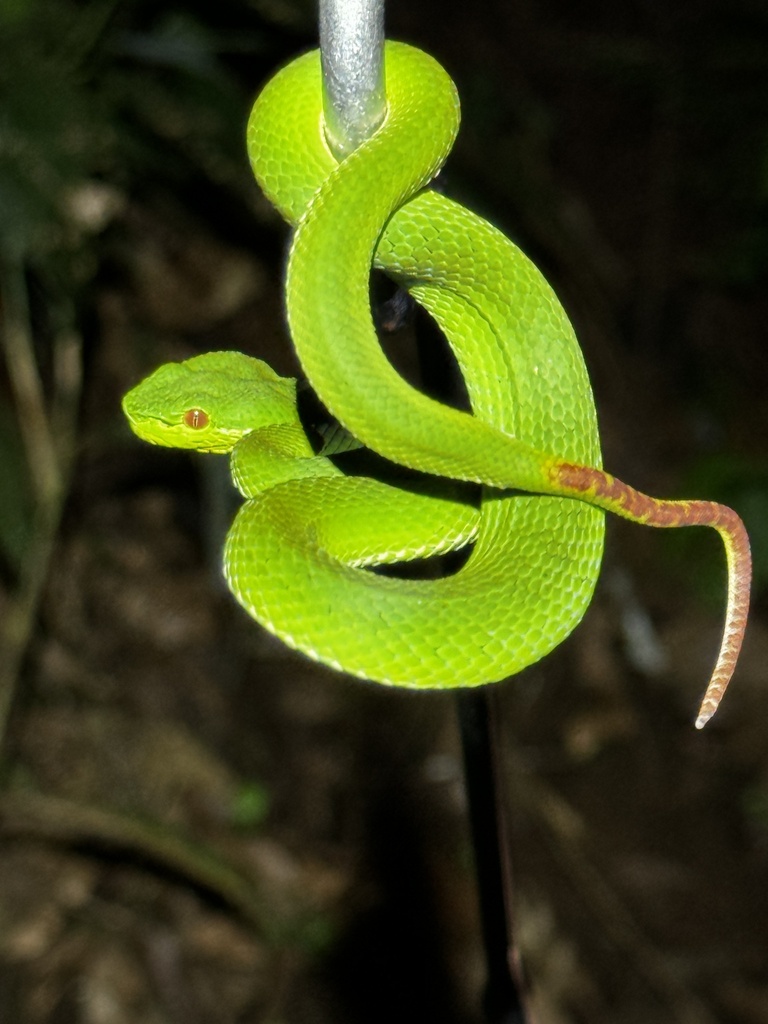 Pope’s Tree Viper in November 2023 by Jeremy P. · iNaturalist