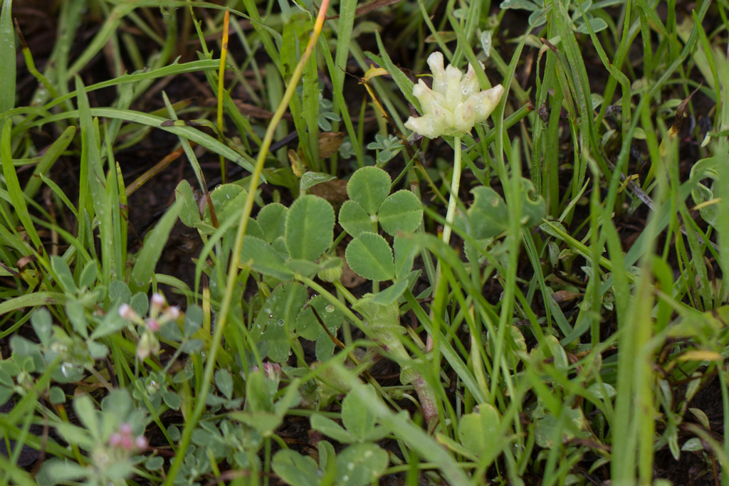 bull clover from Jasper Ridge on April 9, 2016 by avocat · iNaturalist