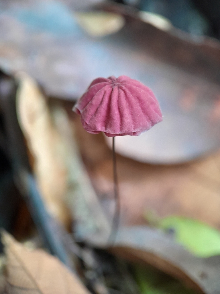 purple pinwheel from Ancón, Panamá on November 19, 2023 at 10:05 AM by ...