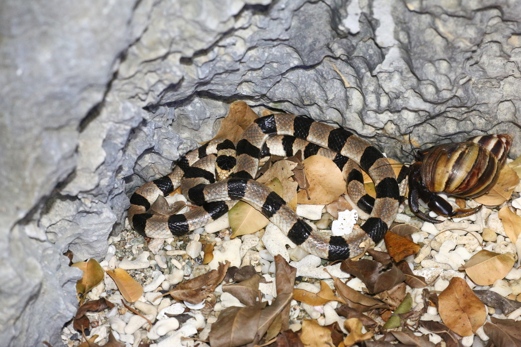 Sea Kraits (Laticauda) - Snakes and Lizards