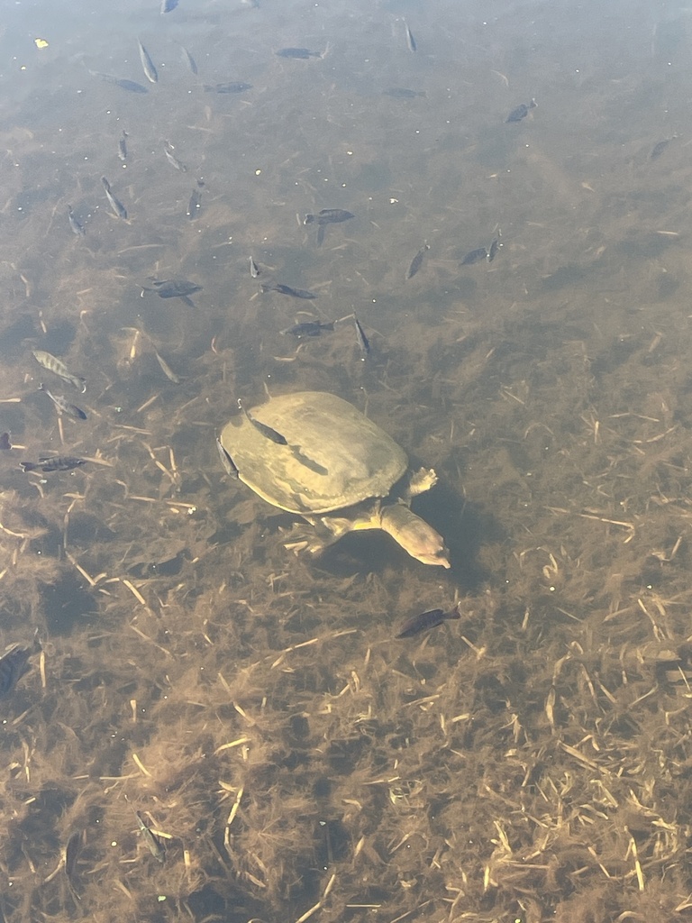 Florida Softshell Turtle from Hillsborough River, Tampa, FL, US on ...