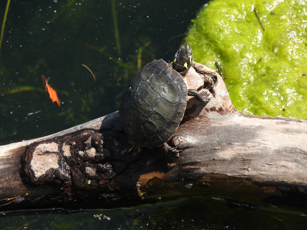 Painted Turtle from The Queensway – Humber Bay, Toronto, ON, Canada on ...