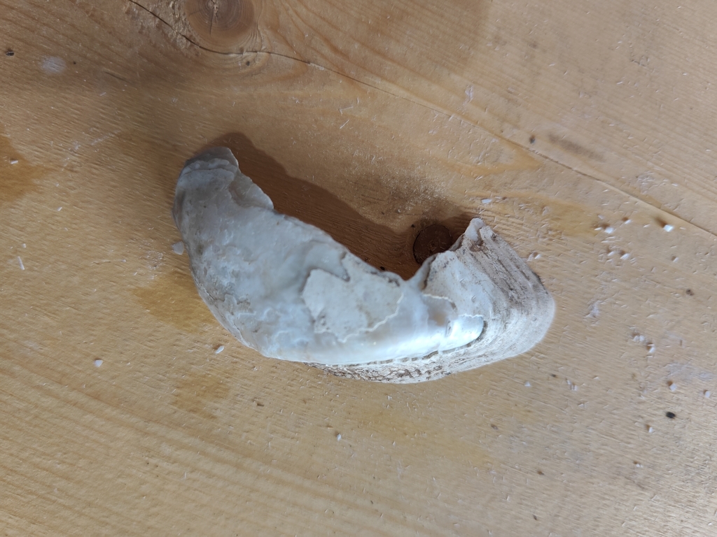 Elktoe from Big Sioux River @ Gitchie Manitou on November 19, 2023 at ...