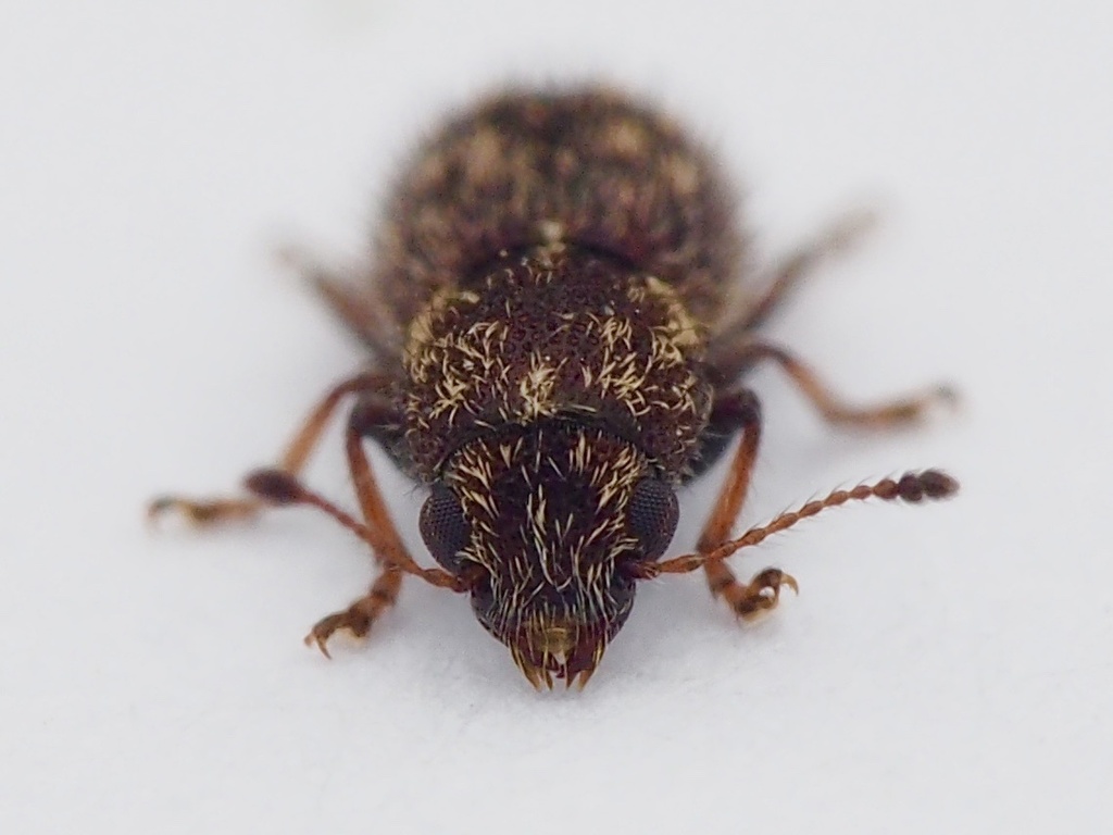 Dasyanthribus purpureus from North Island, Kaeo, Northland, NZ on ...