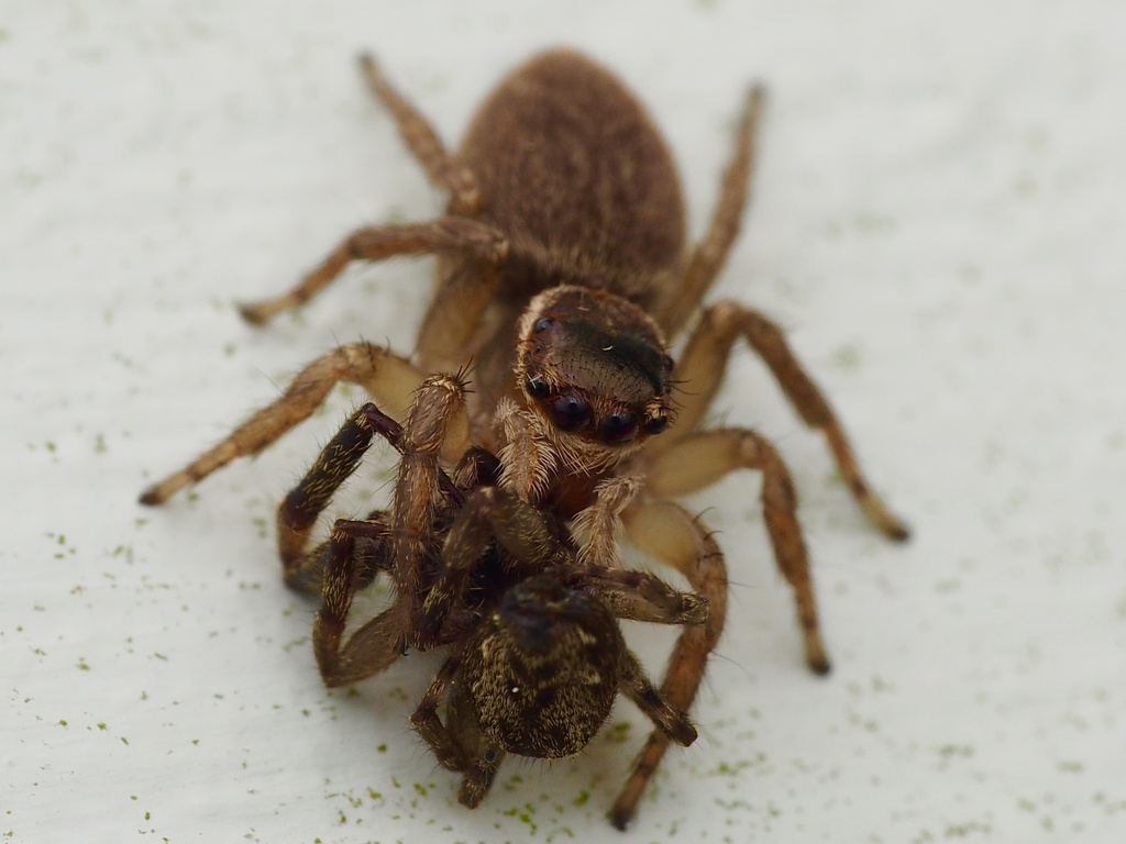 Typical Spiders from North Island, Kaeo, Northland, NZ on November 20 ...