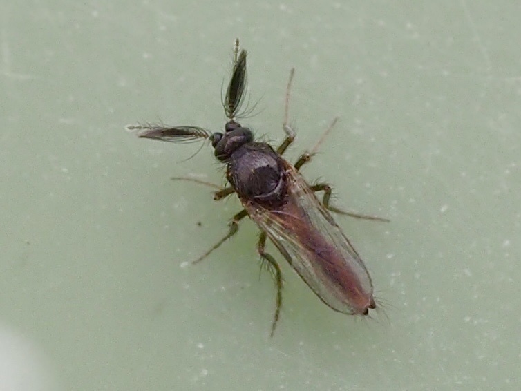 Forcipomyia from North Island, Kaeo, Northland, NZ on November 20, 2023 ...