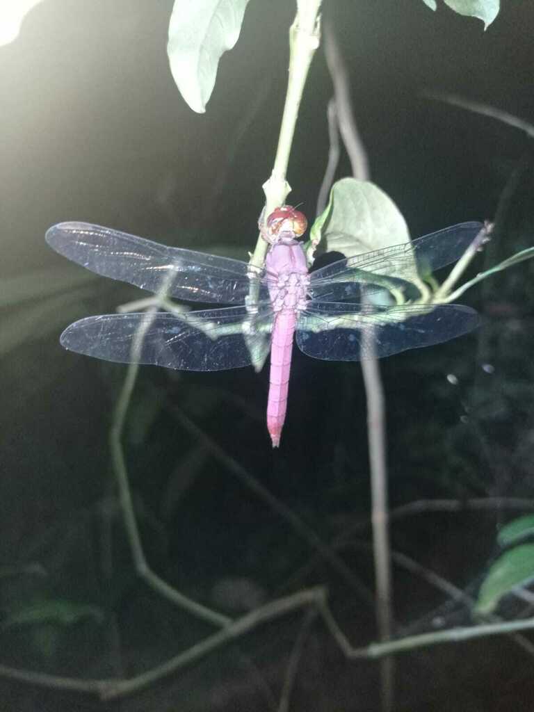 Tropical King Skimmers from San Luís de Cubarral, Meta, Colombia on ...