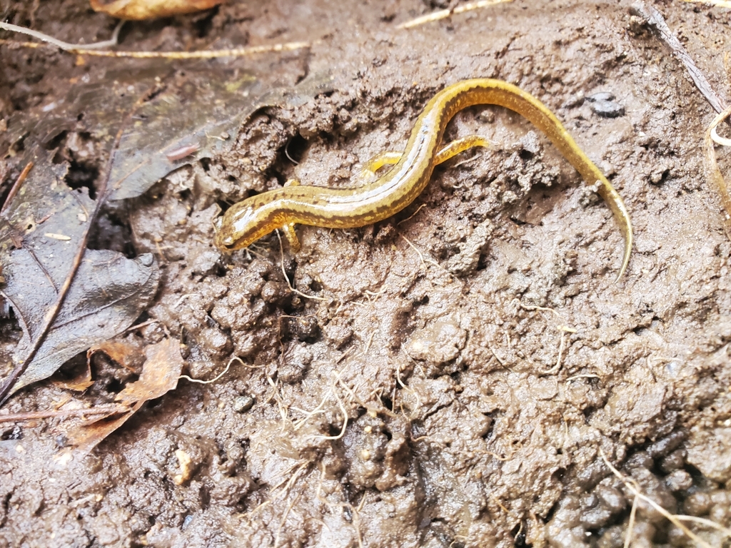 Northern Two-lined Salamander from Upper Uwchlan Township, PA, USA on November 12, 2023 at 02:36 ...