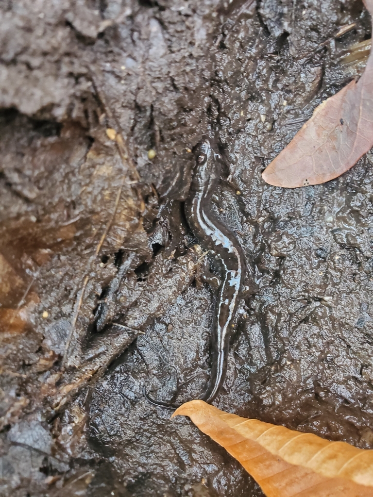 Northern Dusky Salamander from Upper Uwchlan Township, PA, USA on November 12, 2023 at 02:38 PM ...