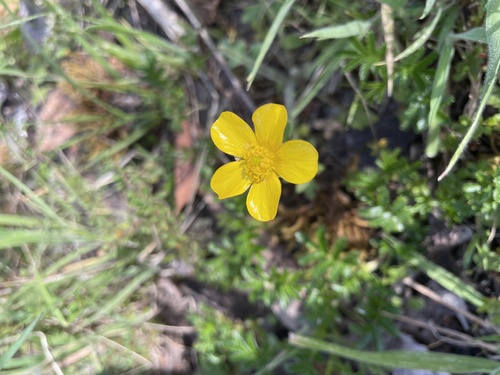 Ranunculus lappaceus - The Missing Library