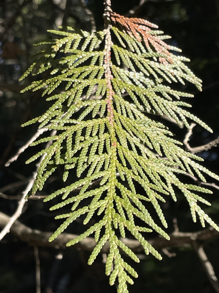 northern whitecedar from Grand Rapids, MN, US on November 19, 2023 at ...
