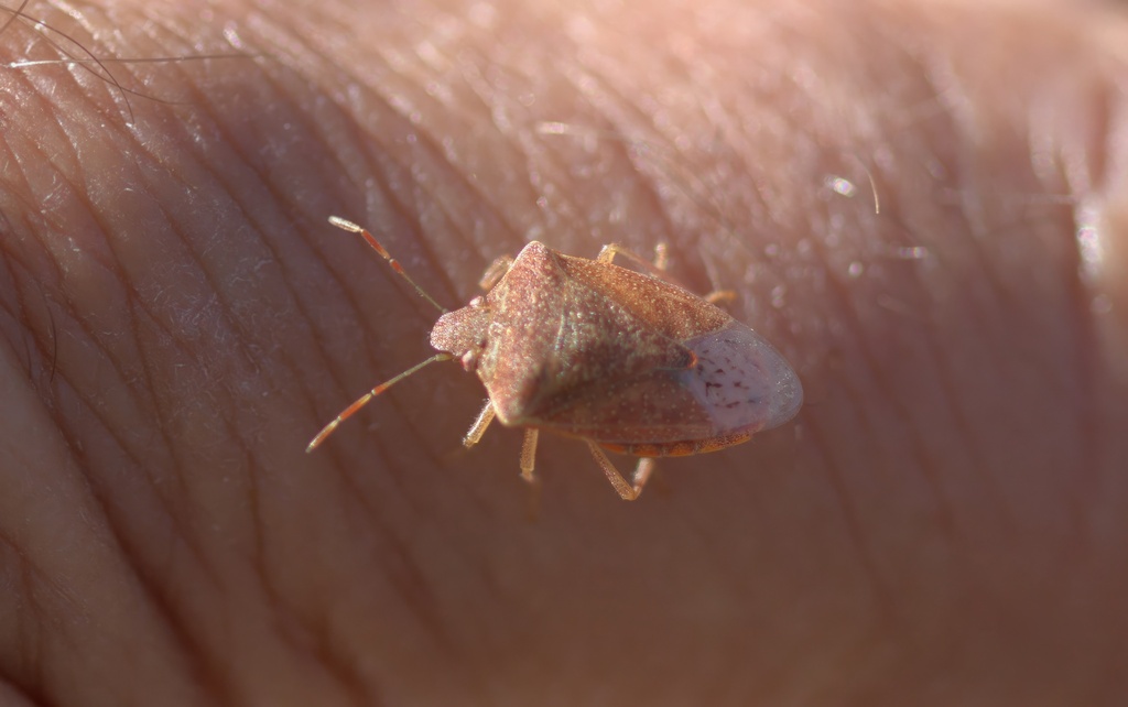 Red-shouldered Stink Bug from Riverside County, CA, USA on November 16 ...