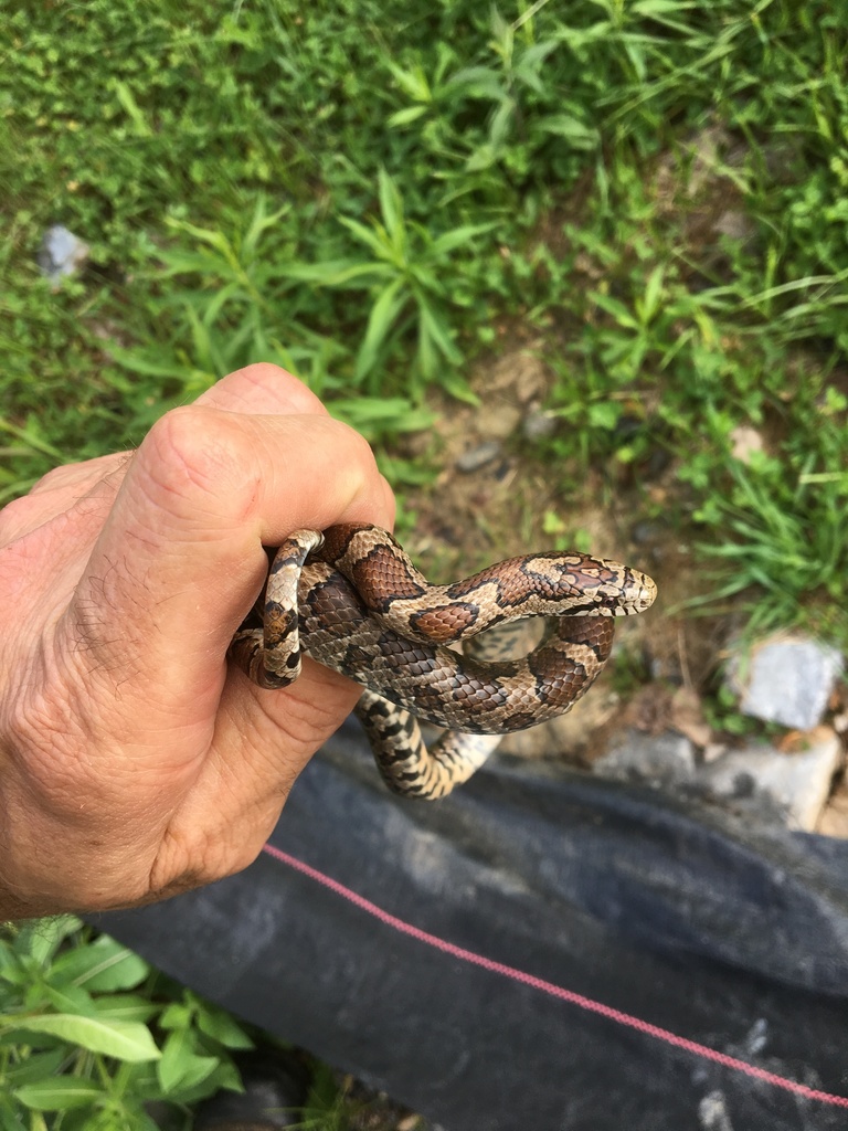 Eastern Milksnake from Centre County, PA, USA on May 19, 2017 at 08:32 ...