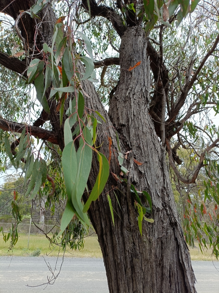Red Stringybark from Whittlesea VIC 3757, Australia on November 20 ...