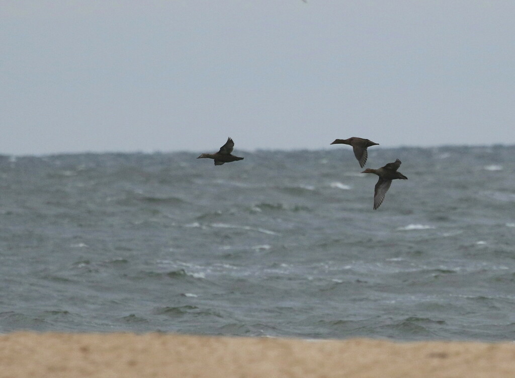 Common Eider from Worcester County, MD, USA on November 10, 2023 at 10: ...
