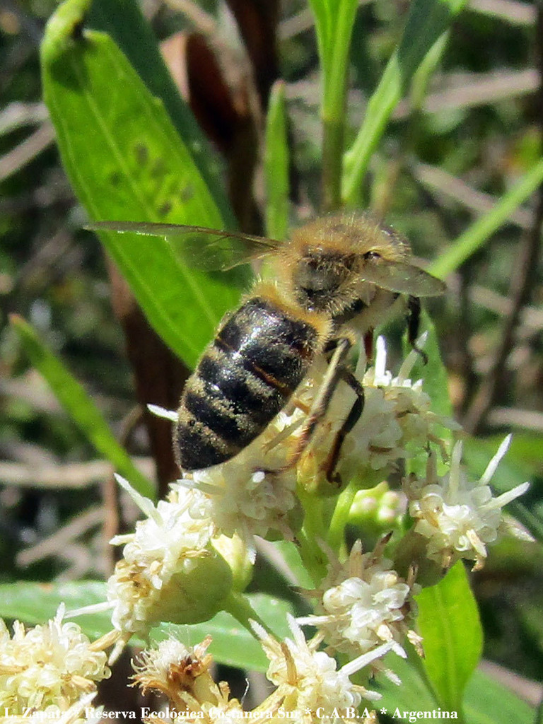Western Honey Bee from Reserva Ecológica Costanera Sur, CABA, Argentina ...