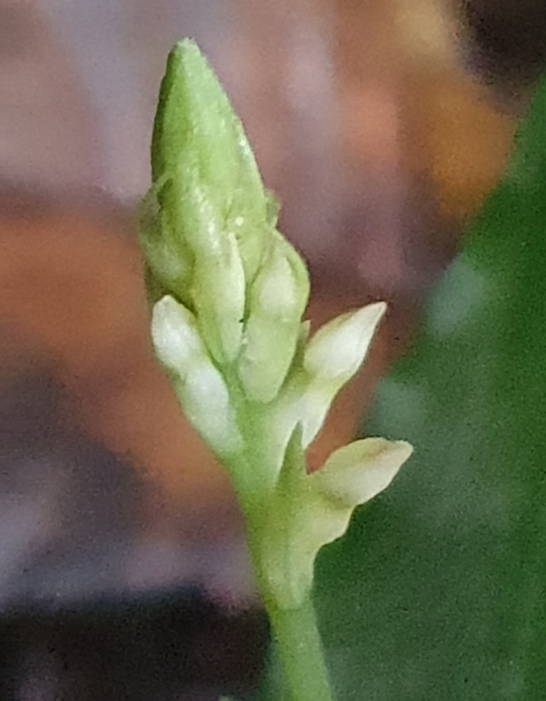 Jug Orchid from 97141, Guadeloupe on November 19, 2023 at 10:13 AM by ...