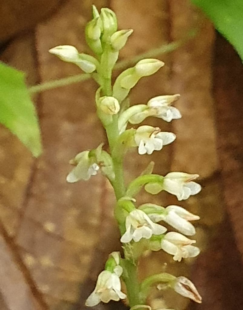 Jug Orchid from 97141, Guadeloupe on November 19, 2023 at 10:25 AM by ...