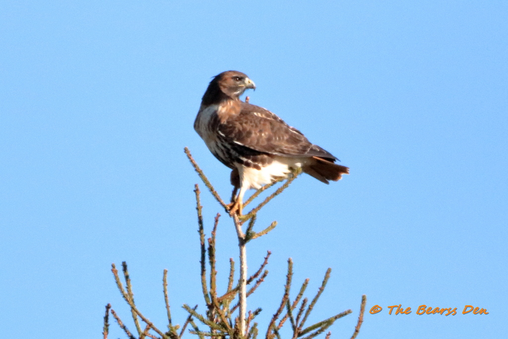 Red-tailed Hawk from East Hants, NS, Canada on November 19, 2023 at 02: ...