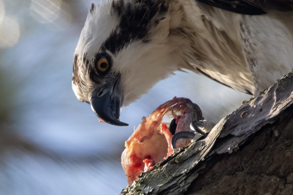 Osprey from Hilton Head Island, SC, USA on November 19, 2023 at 09:01 ...