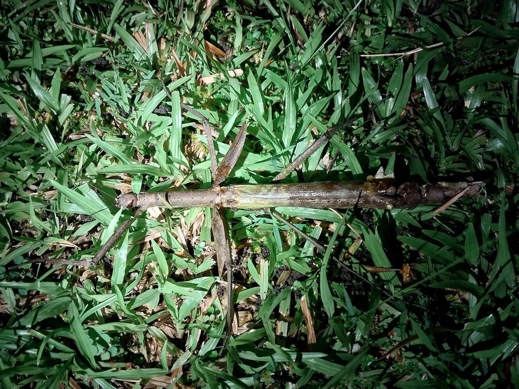 Acrophylla maindroni from jalan Cendrawasih Kuala kencana on November ...