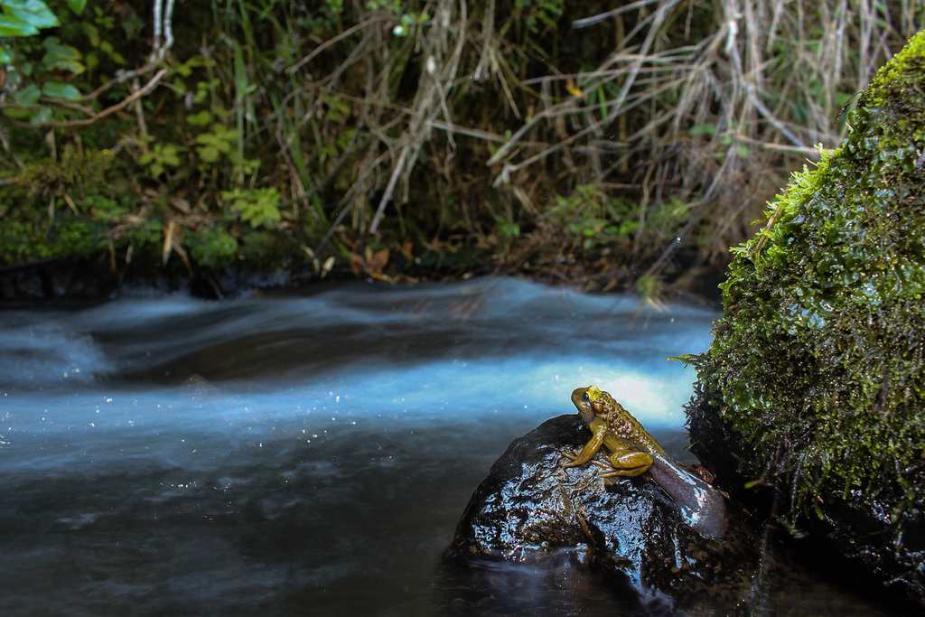 Bullock’s Mountains False Toad in August 2023 by Edgardo Flores ...