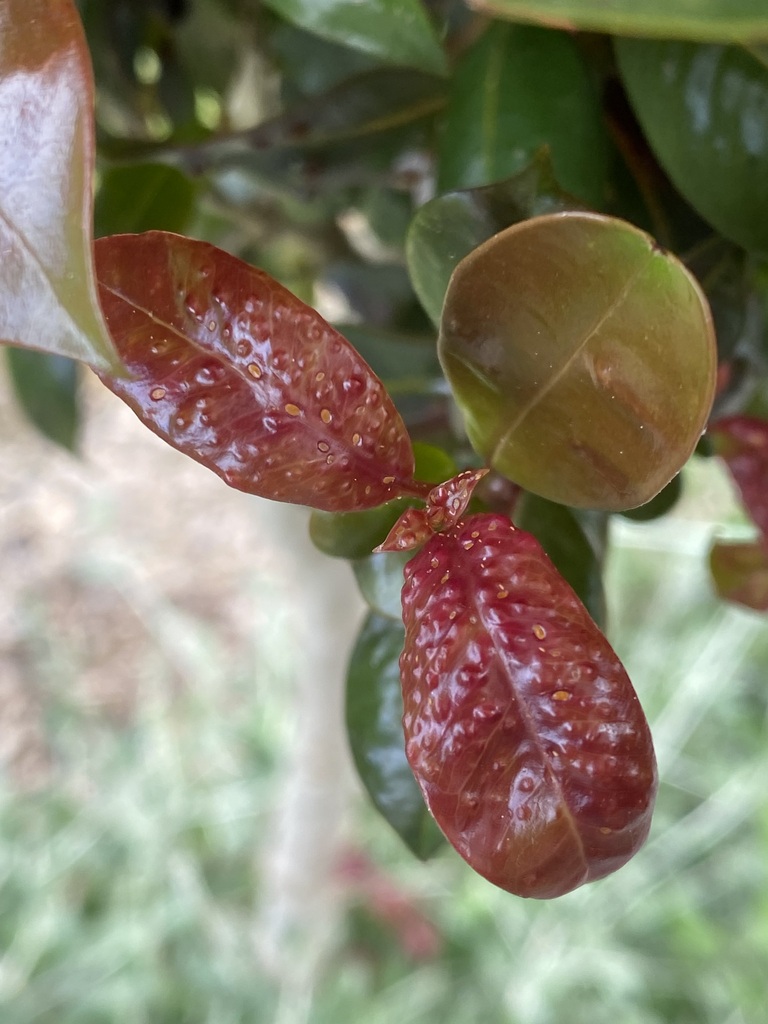 Myrtle Rust from Mangawhai, New Zealand on November 4, 2023 at 12:55 PM ...