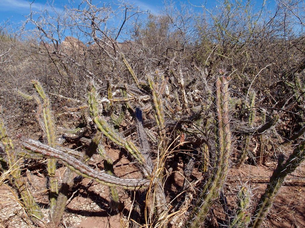 Octopus Cactus in December 2013 by Sue Carnahan · iNaturalist