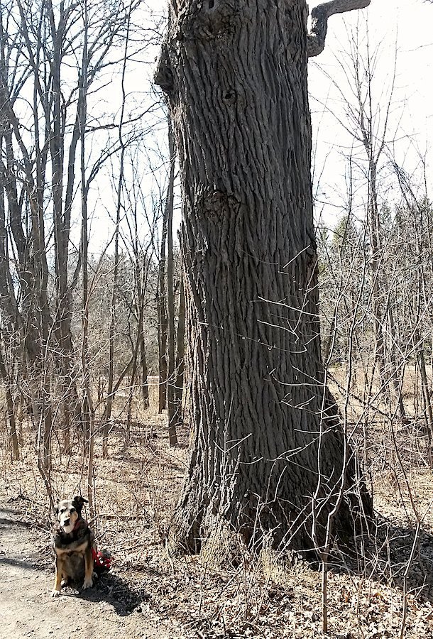 bur oak from Kanata, Ontario on April 13, 2016 by jlmason. Very large ...