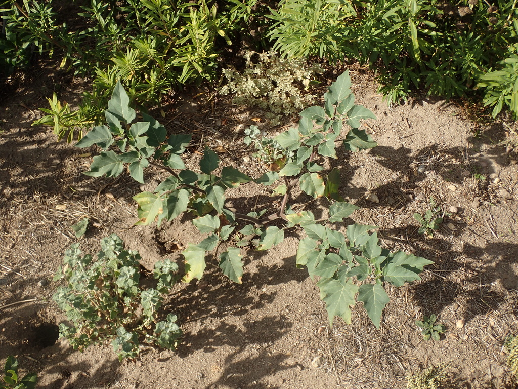 Sacred Datura from Tesoro Creek, Ladera Ranch, CA, US on November 19 ...