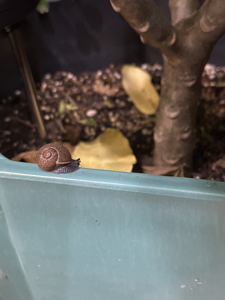 Cuban Brown Snail from NW 146th Ln, Miami Lakes, FL, US on November 19 ...