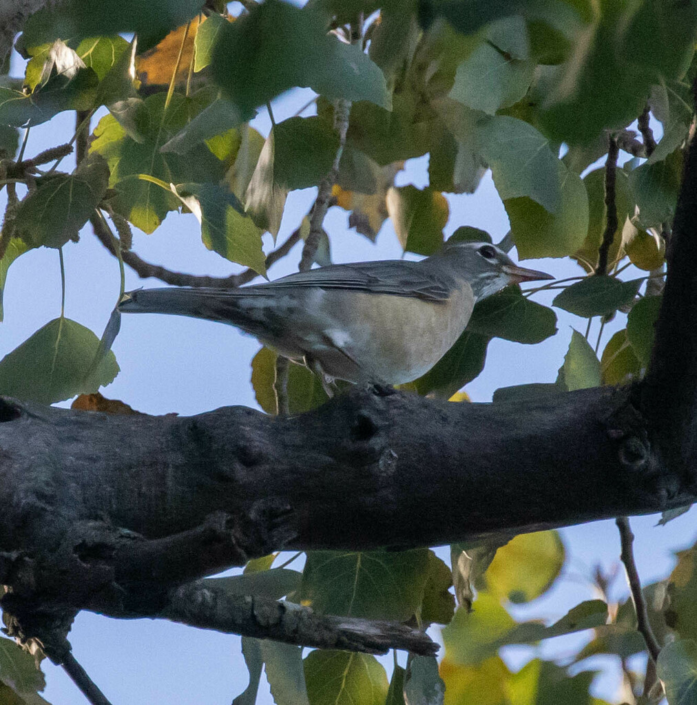 San Lucas Robin from La Paz, BCS, Mexico on November 17, 2023 at 07:31 ...