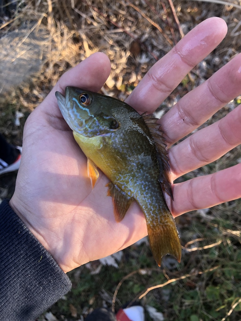 Green Sunfish from Upper Merion Township Park, King Of Prussia, PA, US ...