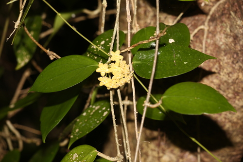 Hoya neocaledonica · iNaturalist