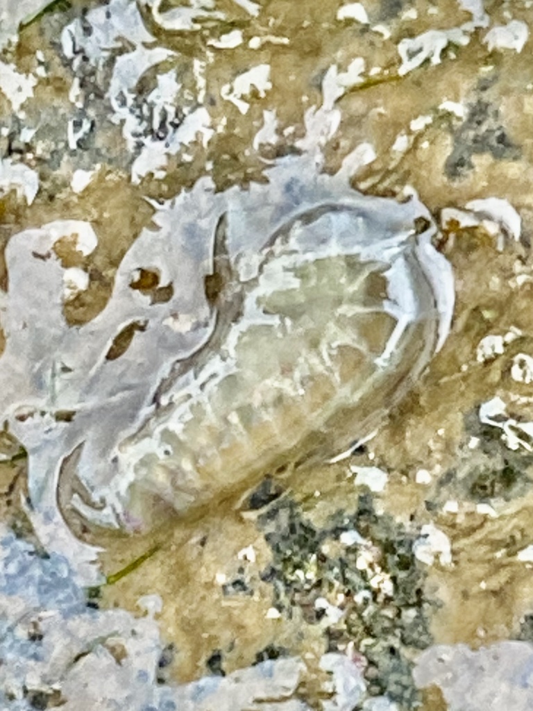 Ampithoidae from Mouth of the River Severn, Bristol, England, GB on ...