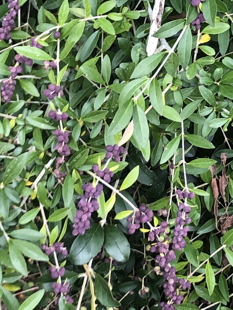 Quihoui privet from Concho Valley Trail, Fort Worth, TX, US on November ...