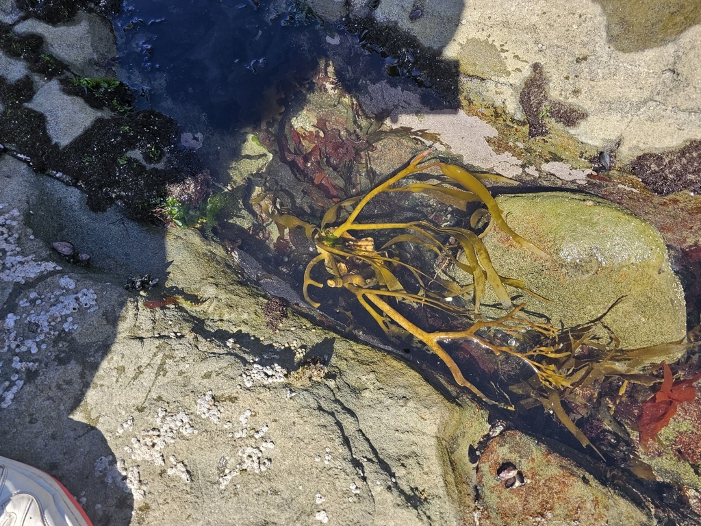 Lessonia trabeculata from Chile on November 19, 2023 at 09:11 PM by ...