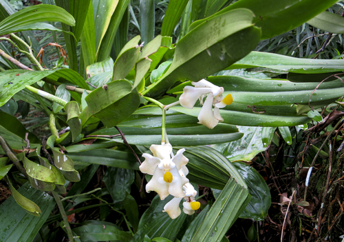 Vanda dearei · iNaturalist Mexico