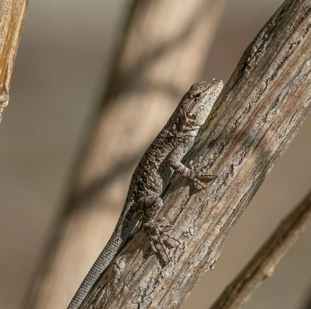 Black-tailed Brush Lizard from La Paz, BCS, Mexico on November 17, 2023 ...