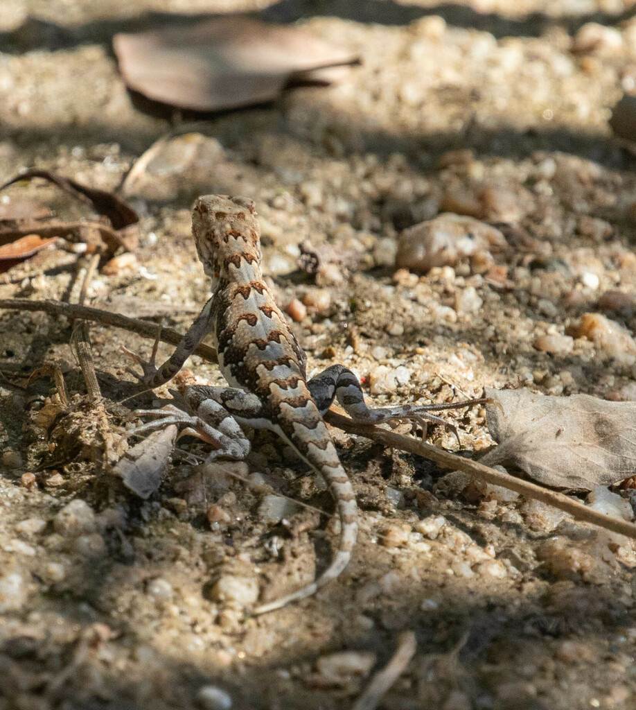 Zebra-tailed Lizard from La Paz, BCS, Mexico on November 17, 2023 at 09 ...