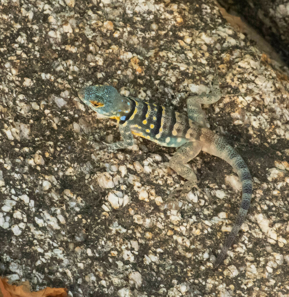 Baja California Rock Lizard from La Paz, BCS, Mexico on November 17 ...
