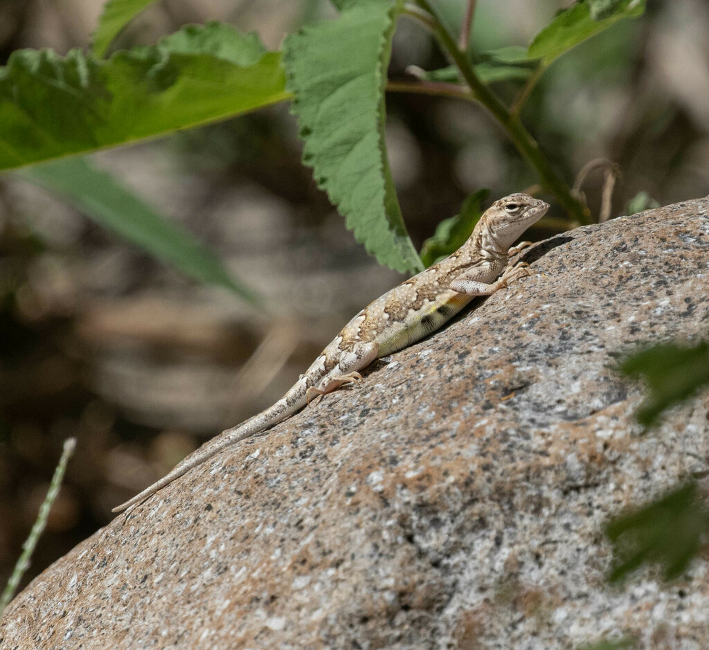 Zebra-tailed Lizard from La Paz, BCS, Mexico on November 17, 2023 at 10 ...