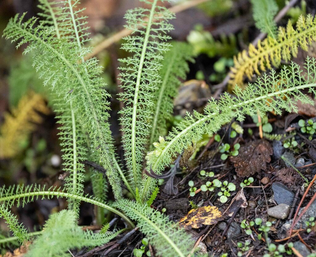 common yarrow from Nanaimo, BC, Canada on November 14, 2023 at 02:07 PM ...