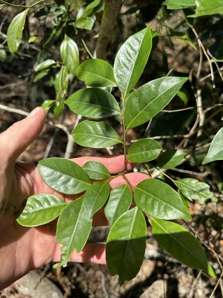 Cheese Tree in November 2023 by cwelden_ecp · iNaturalist