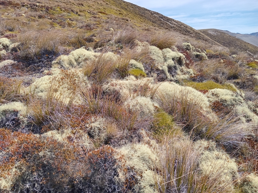 Usnea contexta from St James Range 7395, New Zealand on November 18 ...